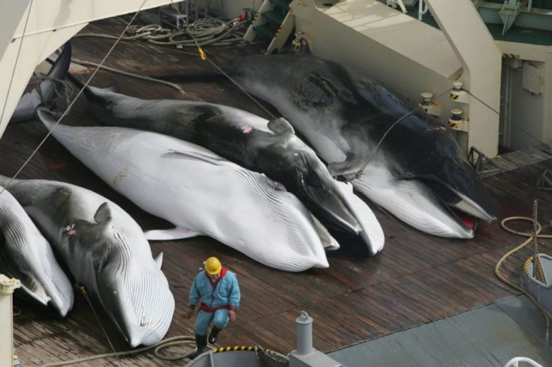 Is Commercial Whaling Necessary? History, Facts and Myth of Whaling ...